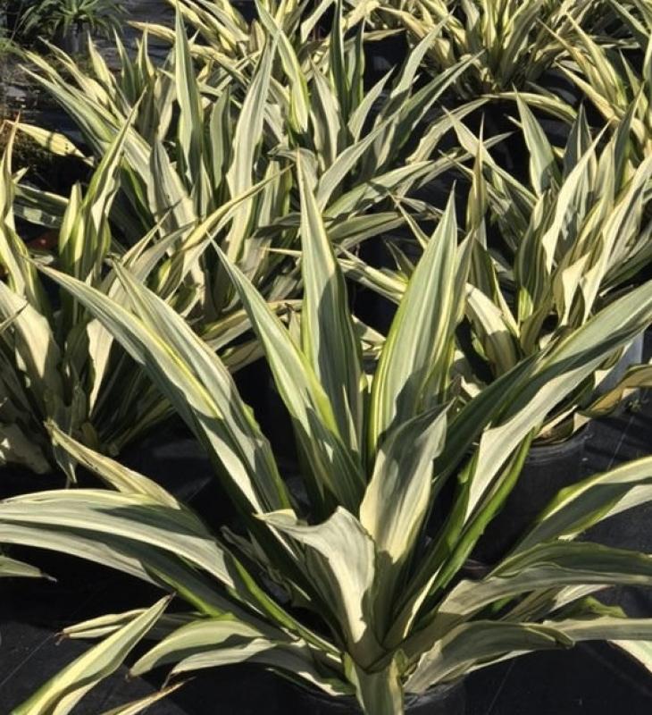 Rockledge Gardens - False Agave Variegated 7 gal