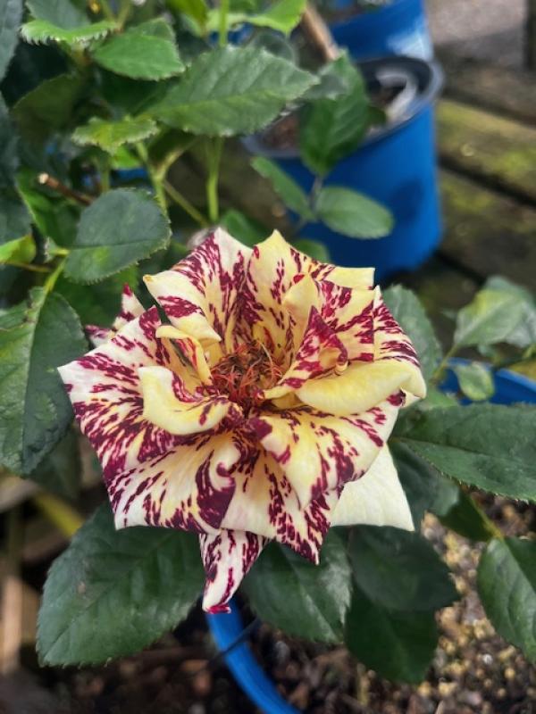 Rockledge Gardens - Rose, Simsalabim Hybrid Tea Yellow/Burgundy