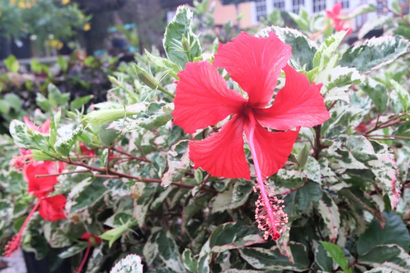 Rockledge Gardens - Hibiscus 'Snow Queen' Variegated, Tree Form 7g STD