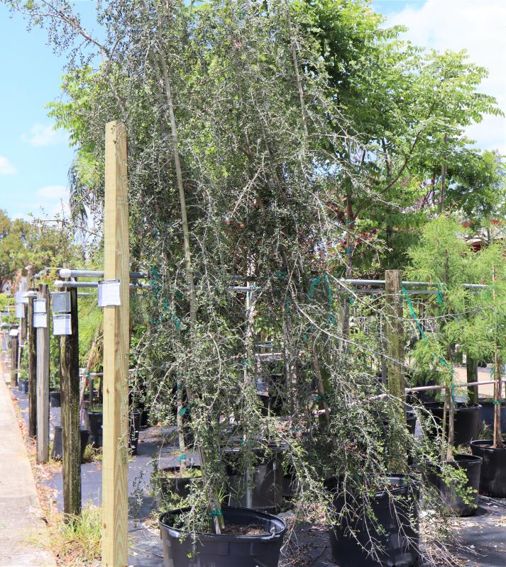 Rockledge Gardens - Weeping Yaupon Ilex vomitoria 'Weeping Holly' 30 gal