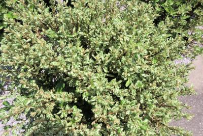 Rockledge Gardens - Simpson Stopper "Morph" Variegated 3 gal